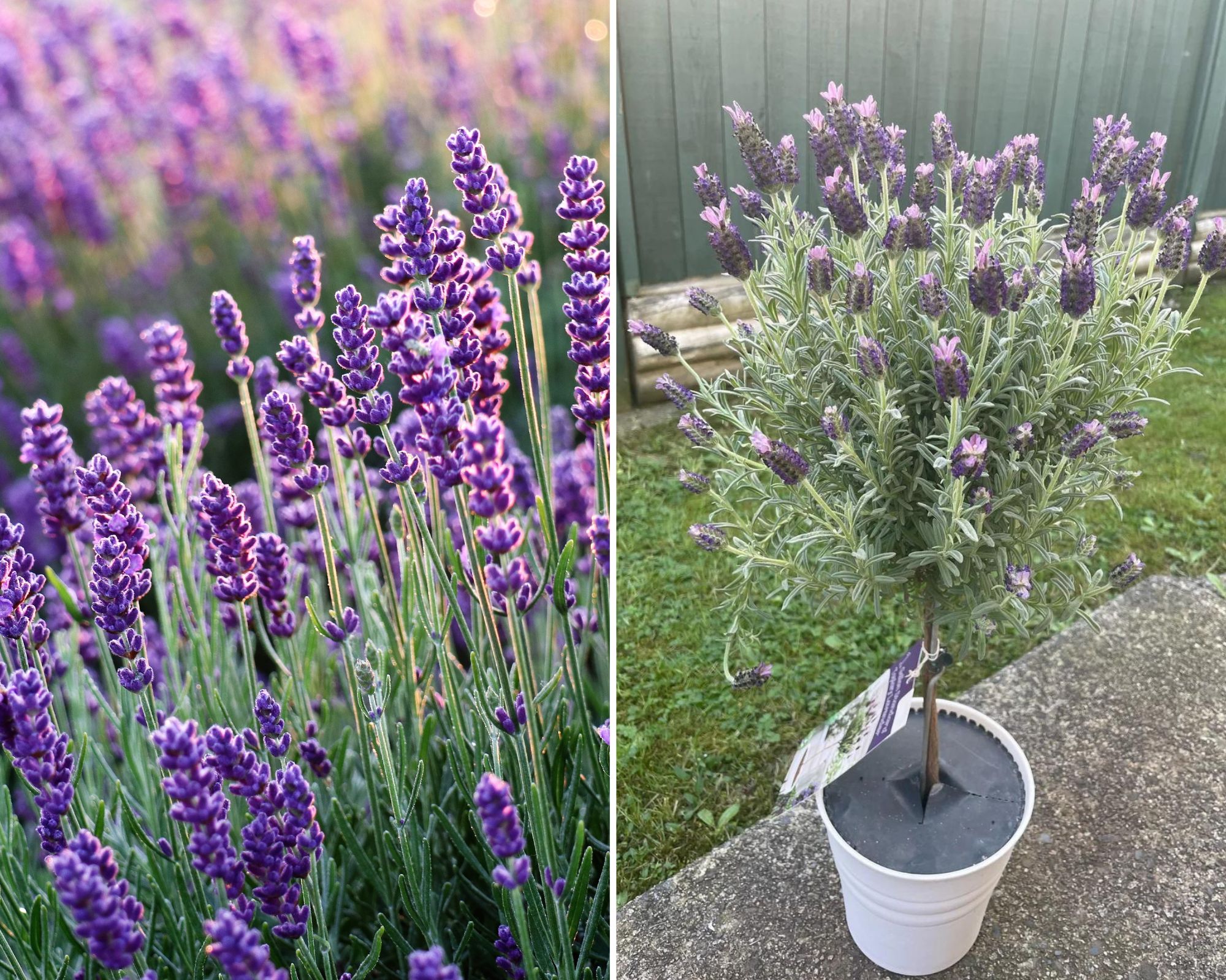 How to Care for a Lavender Tree: Transform Your Garden with These Easy ...