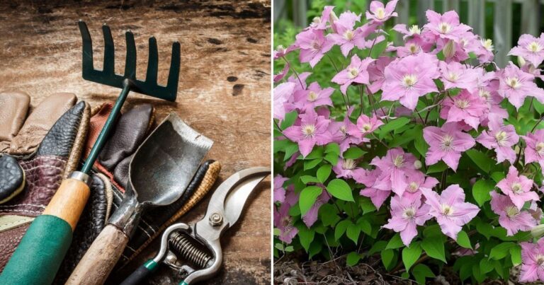 When and How to Prune Clematis: Unlocking Your Garden's Full Potential ...