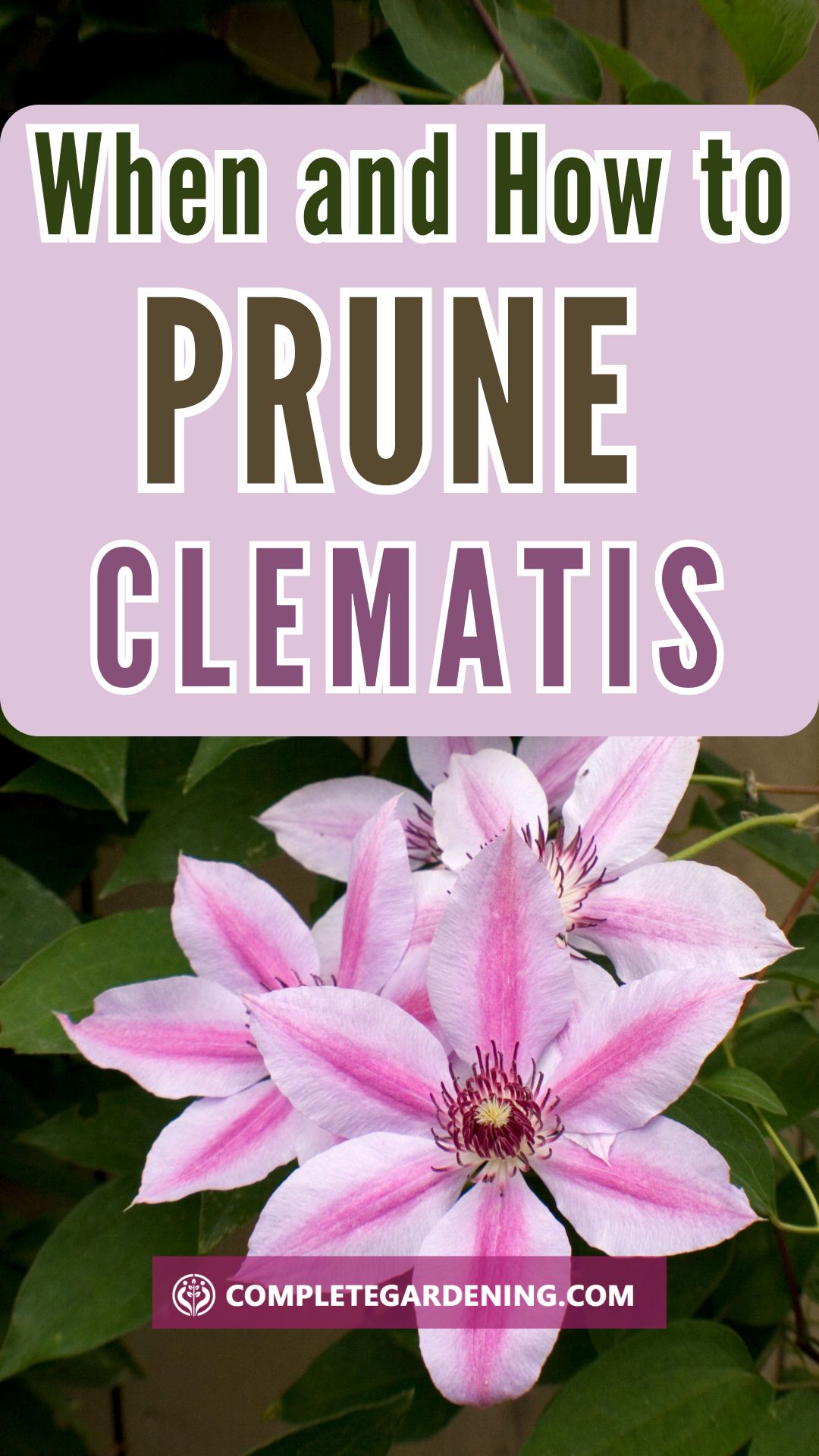 When and How to Prune Clematis: Unlocking Your Garden's Full Potential ...