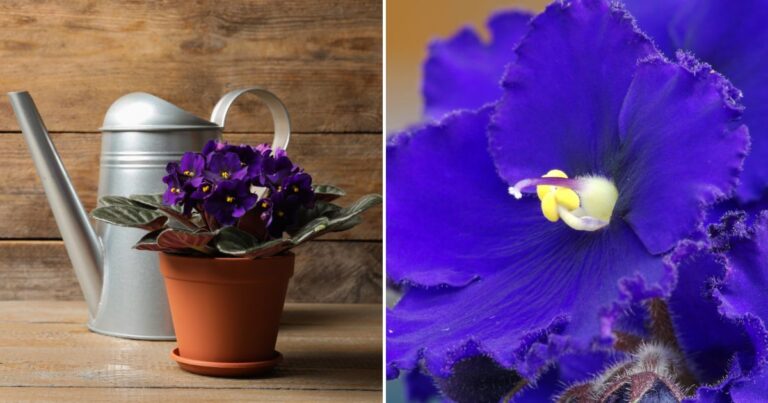 Why This is the Right Way to Water African Violets - Complete Gardening