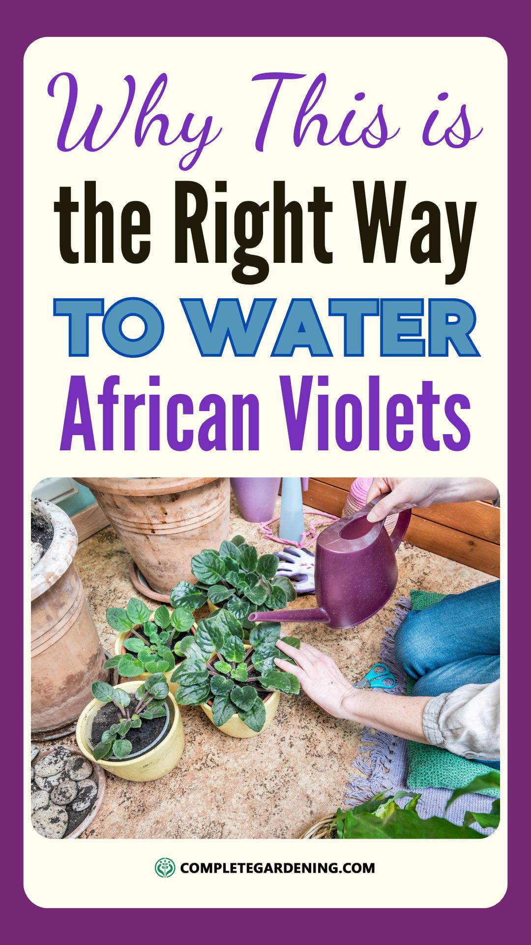 Why This is the Right Way to Water African Violets - Complete Gardening