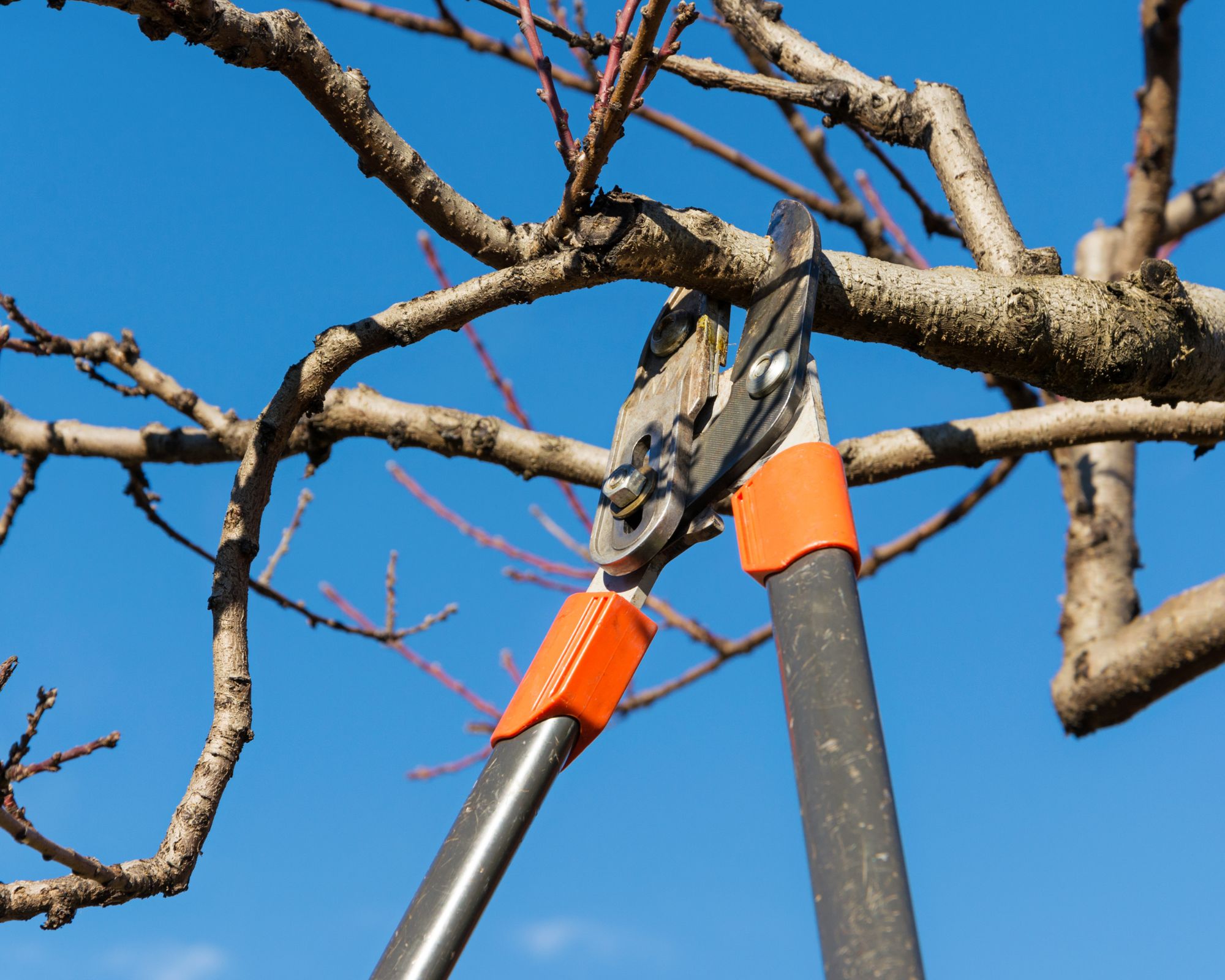 Elevate Your Orchard: The Ultimate Fruit Tree Pruning Guide - Complete Gardening