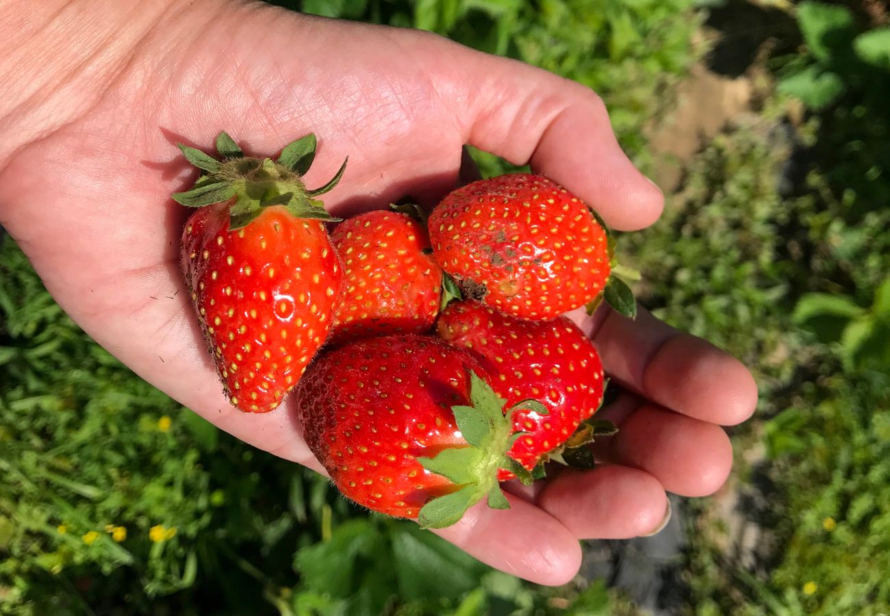 7 Proven Techniques for Juicy, Flavorful Strawberries - Complete Gardening