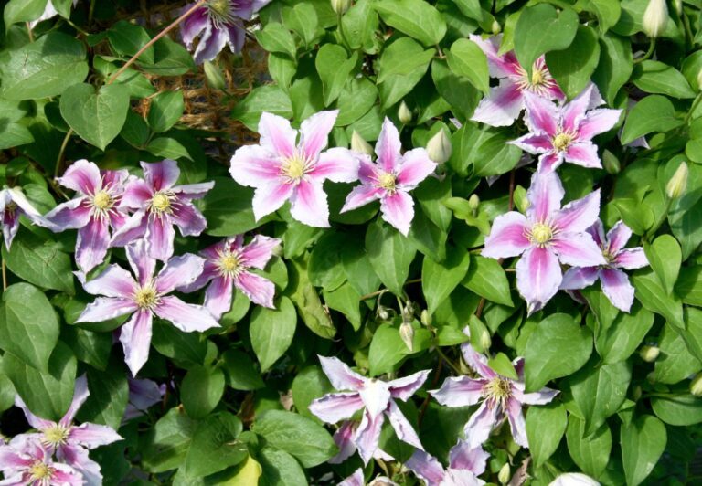 When and How to Prune Clematis: Unlocking Your Garden's Full Potential ...