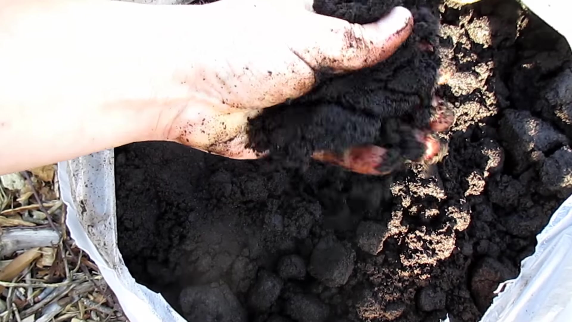 10 Clever Ways to Use Coffee Grounds in Your Garden - Complete Gardening