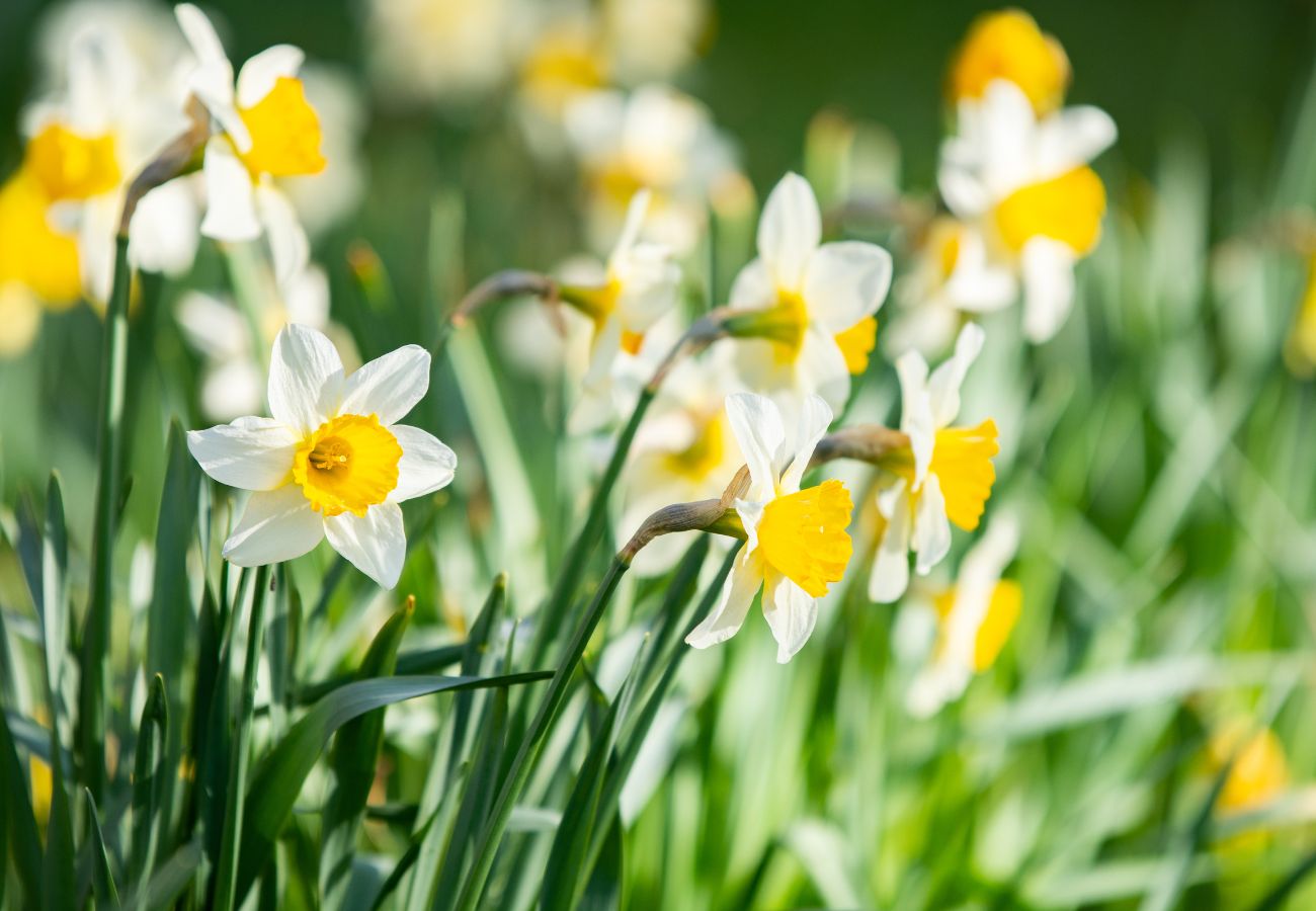 Reasons Why Your Daffodils Only Grow Leaves – And How to Fix It ...