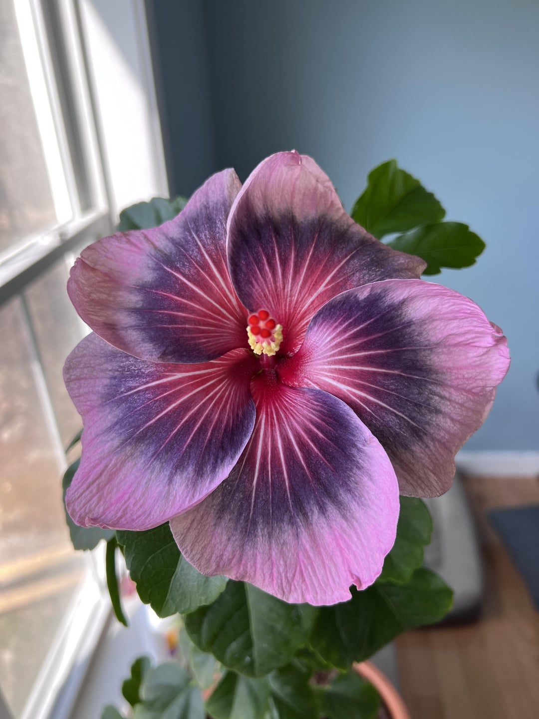 Midnight Tryst Hibiscus: Beginner’s Guide to Stunning Garden Results ...