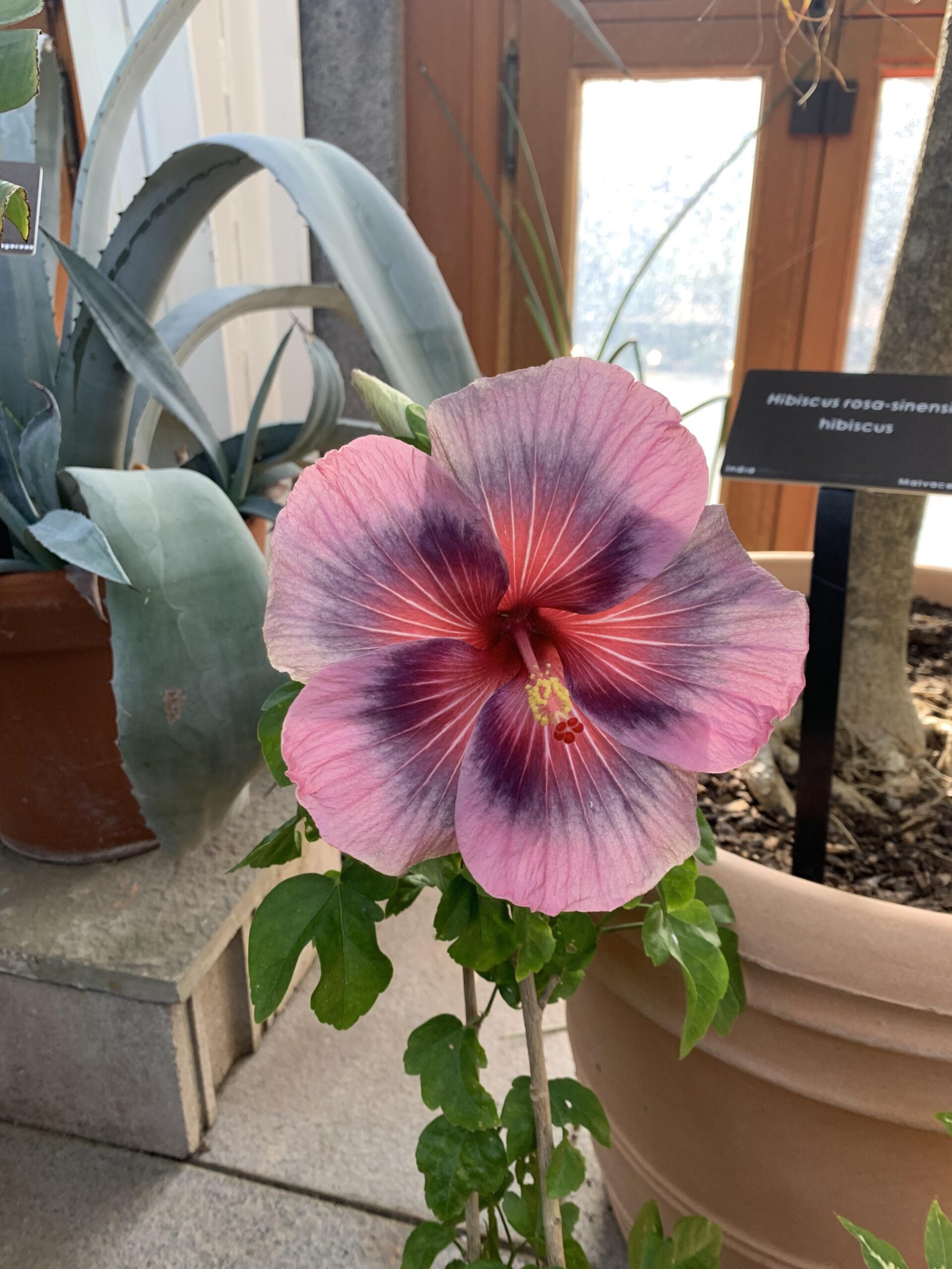 Midnight Tryst Hibiscus: Beginner’s Guide to Stunning Garden Results ...