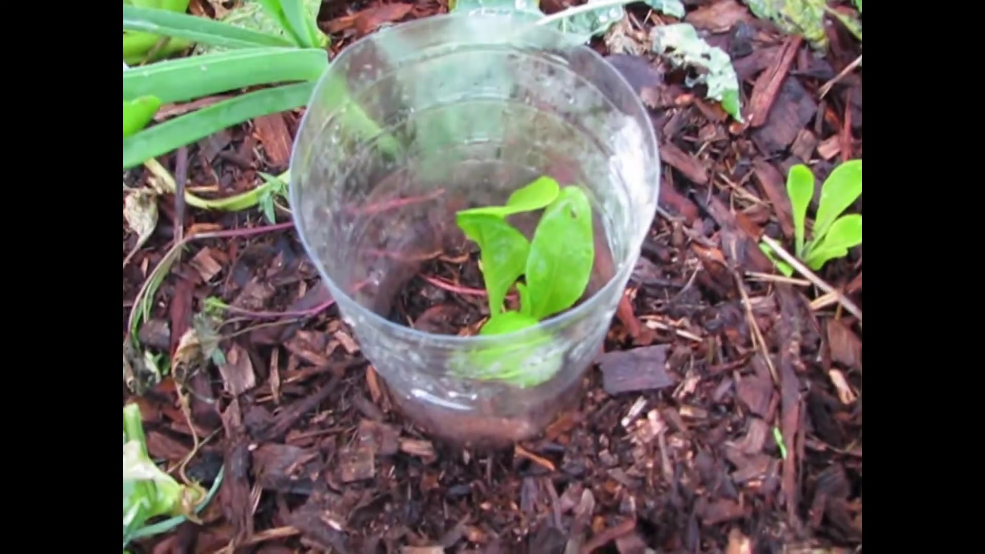 10 Clever Ways to Recycle Plastic Containers for Your Garden - Complete ...