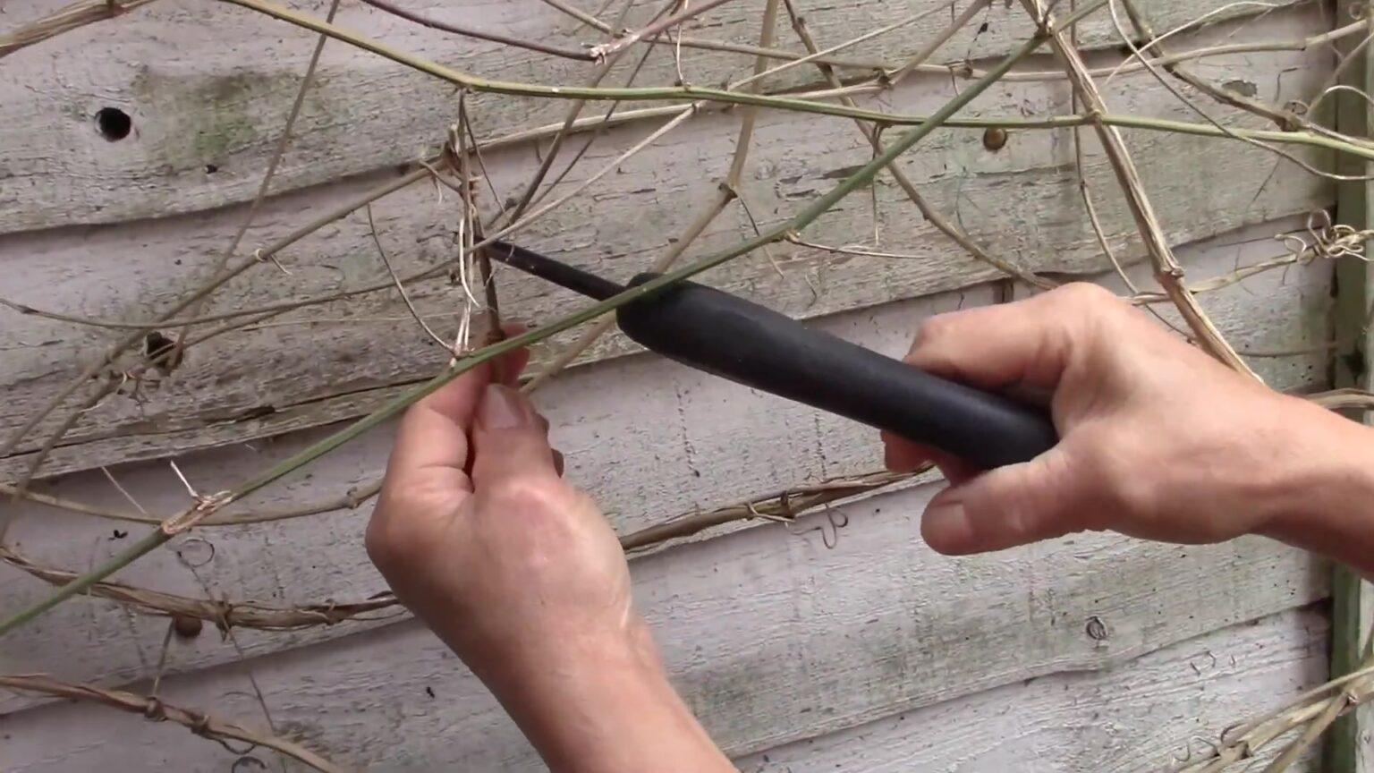 When and How to Prune Clematis: Unlocking Your Garden's Full Potential - Complete Gardening