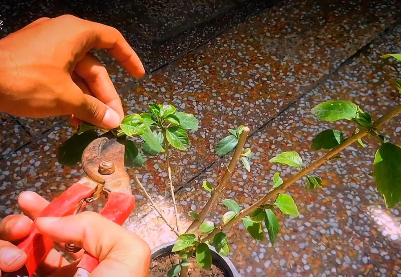 Midnight Tryst Hibiscus: Beginner’s Guide to Stunning Garden Results ...