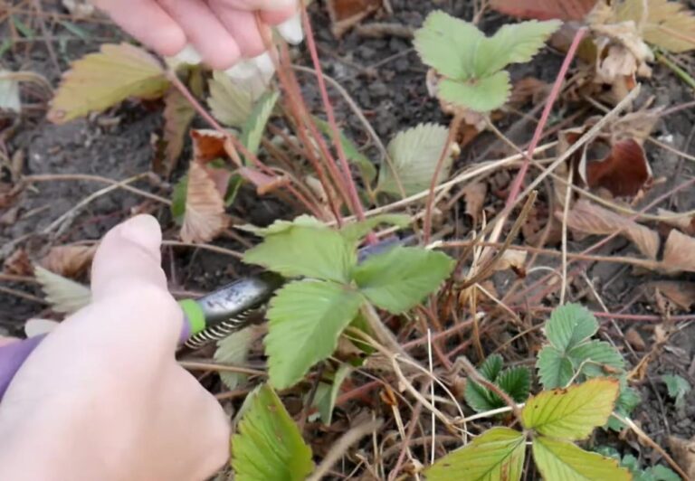 7 Proven Techniques for Juicy, Flavorful Strawberries - Complete Gardening
