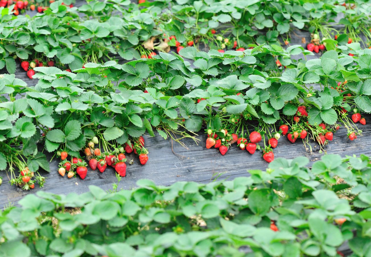 7 Proven Techniques for Juicy, Flavorful Strawberries - Complete Gardening