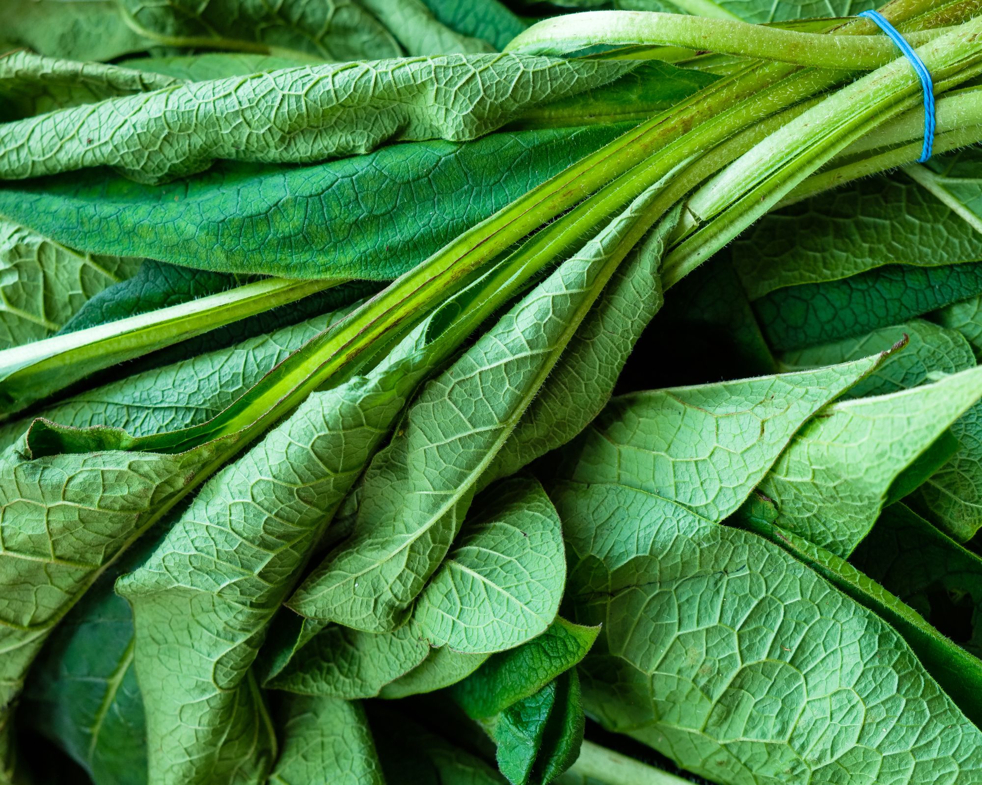 Comfrey Fertilizer: The Miracle Mix - Complete Gardening