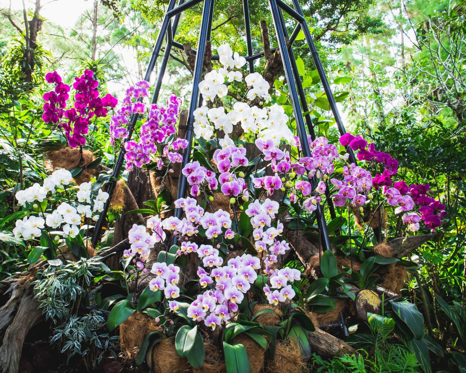 7 Hardest Flowers to Grow: A Challenge for Dedicated Gardeners ...