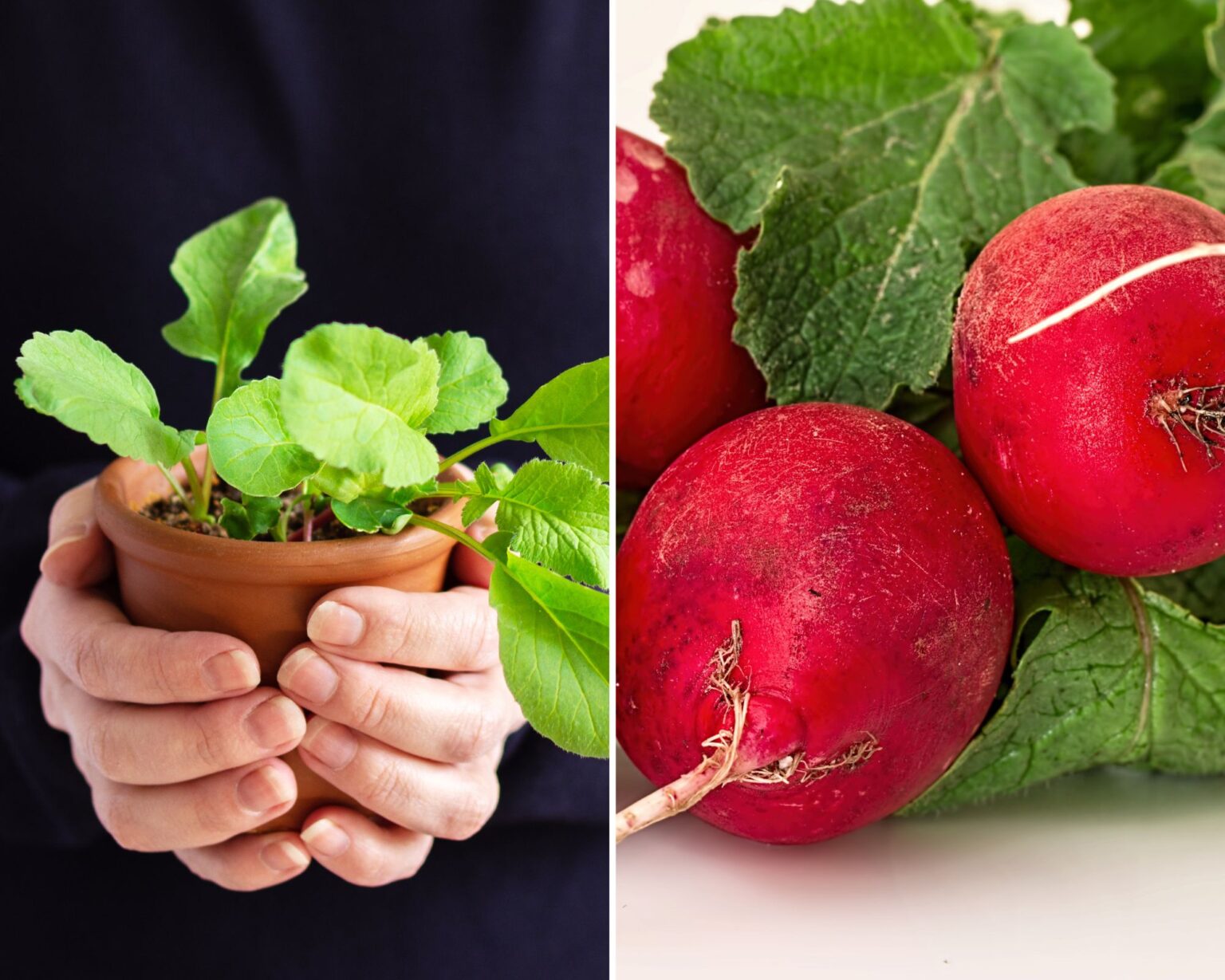 7 Fast Indoor Veggies: Ready in a Month - Complete Gardening