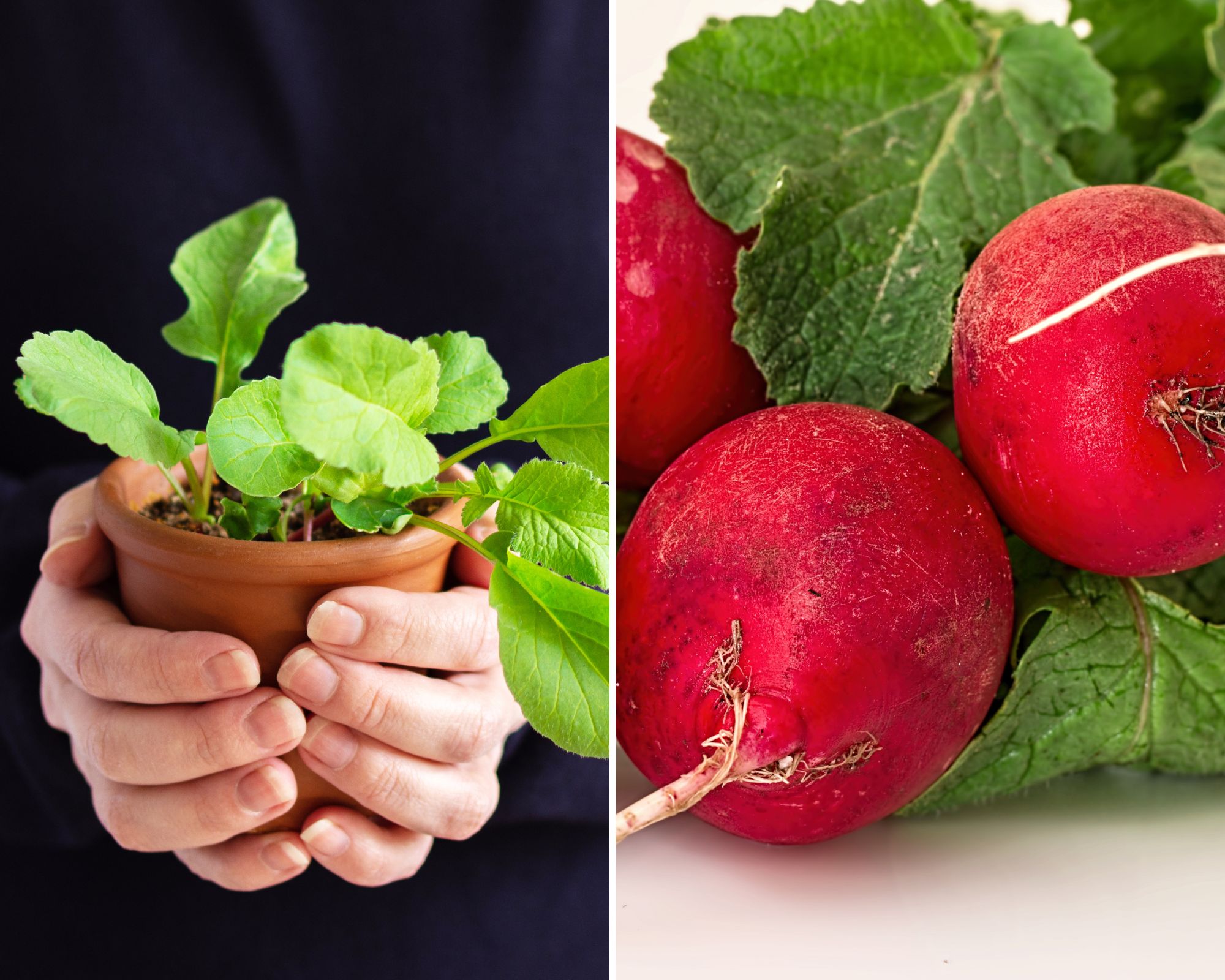 7 Fast Indoor Veggies: Ready in a Month - Complete Gardening