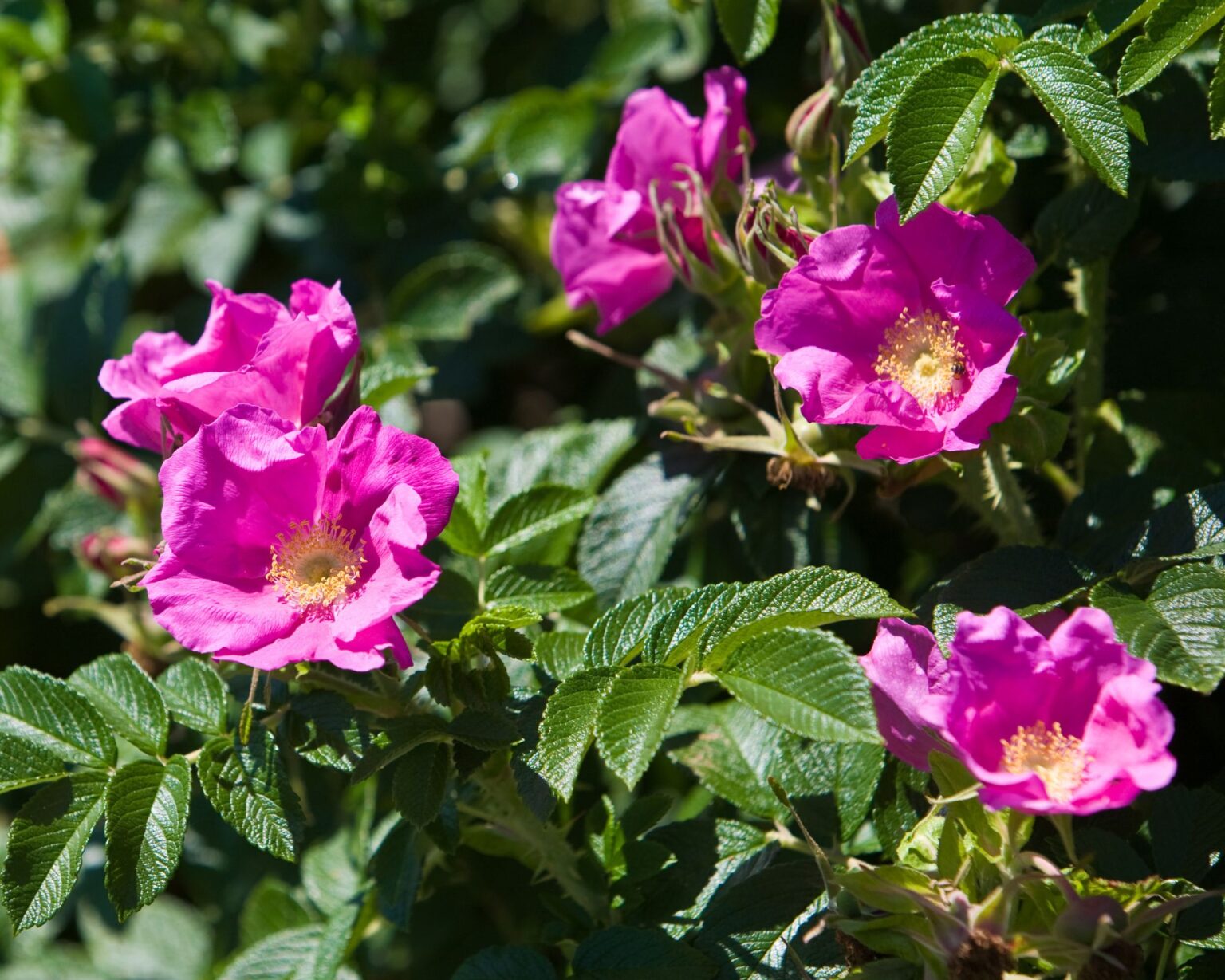 Hedge or Privacy Screen with Roses? Discover the 23 Best Varieties ...
