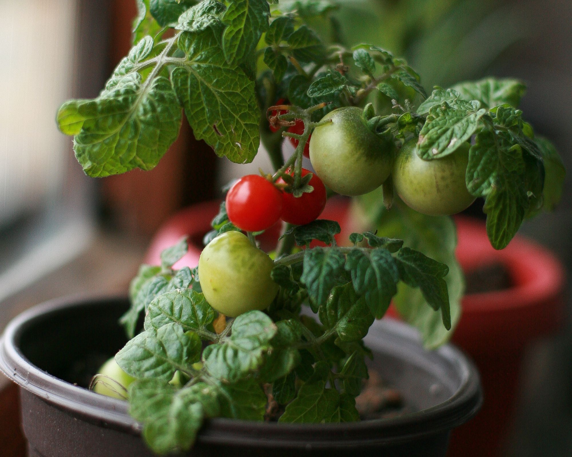 30 Pot-Friendly Veggies, Fruits, and Herbs You Need - Complete Gardening