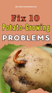 10 Potato-Growing Problems You Need to Know & How to Fix Them ...