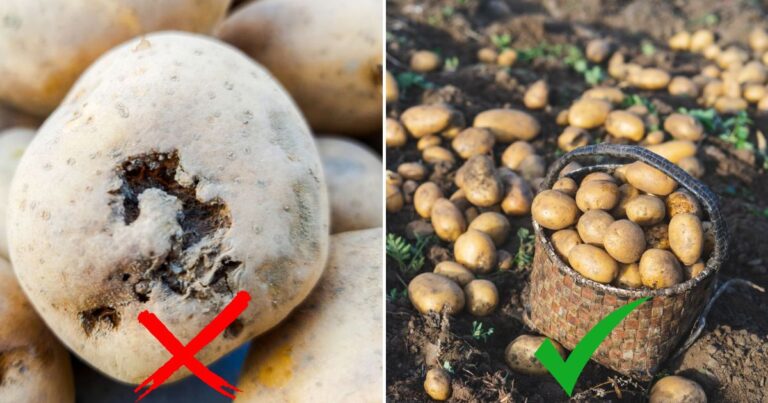 10 Potato-Growing Problems You Need to Know & How to Fix Them ...