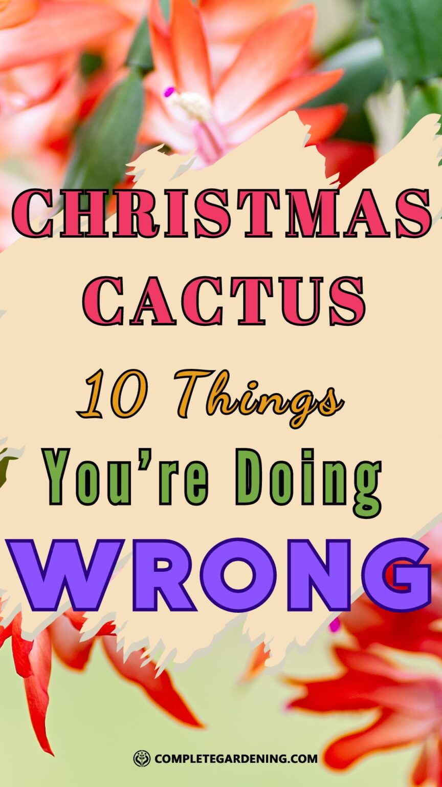 10 Things You’re Doing Wrong with Your Christmas Cacti - Complete Gardening