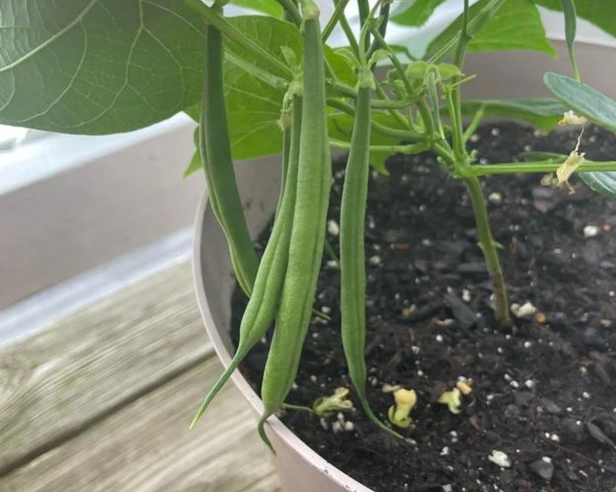 30 Pot-Friendly Veggies, Fruits, and Herbs You Need - Complete Gardening