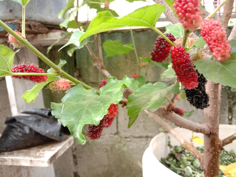30 Pot-Friendly Veggies, Fruits, and Herbs You Need - Complete Gardening