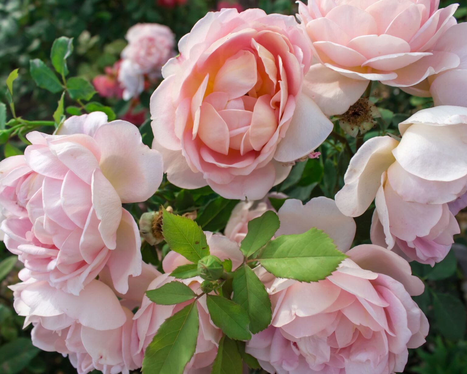 Hedge or Privacy Screen with Roses? Discover the 23 Best Varieties ...