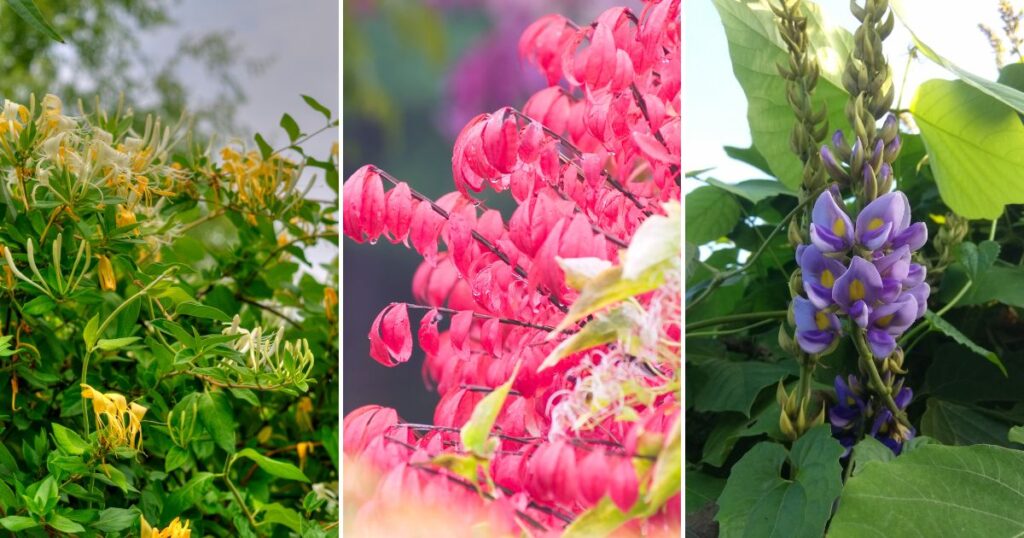 12 Common Invasive Plants You Should Never Plant In Your Yard ...