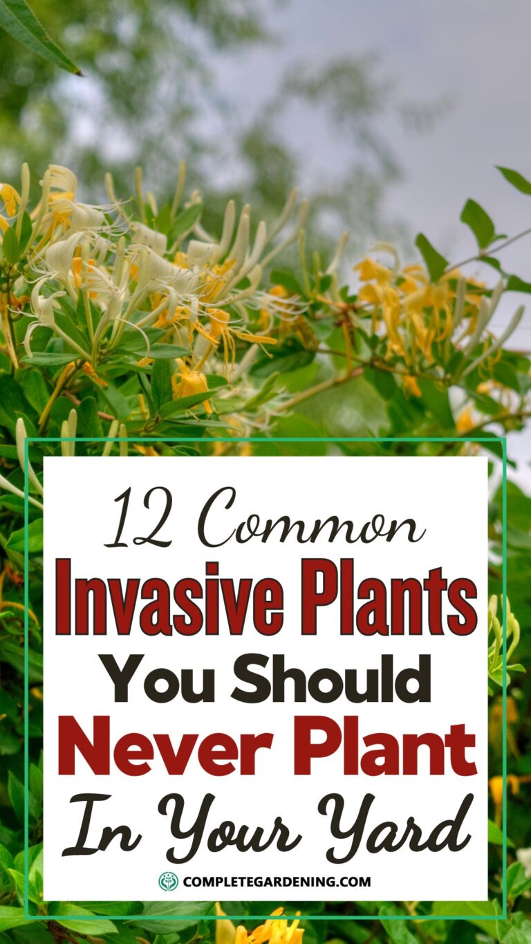 12 Common Invasive Plants You Should Never Plant In Your Yard ...