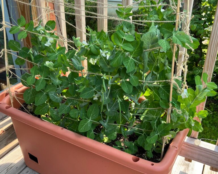 30 Pot-Friendly Veggies, Fruits, and Herbs You Need - Complete Gardening