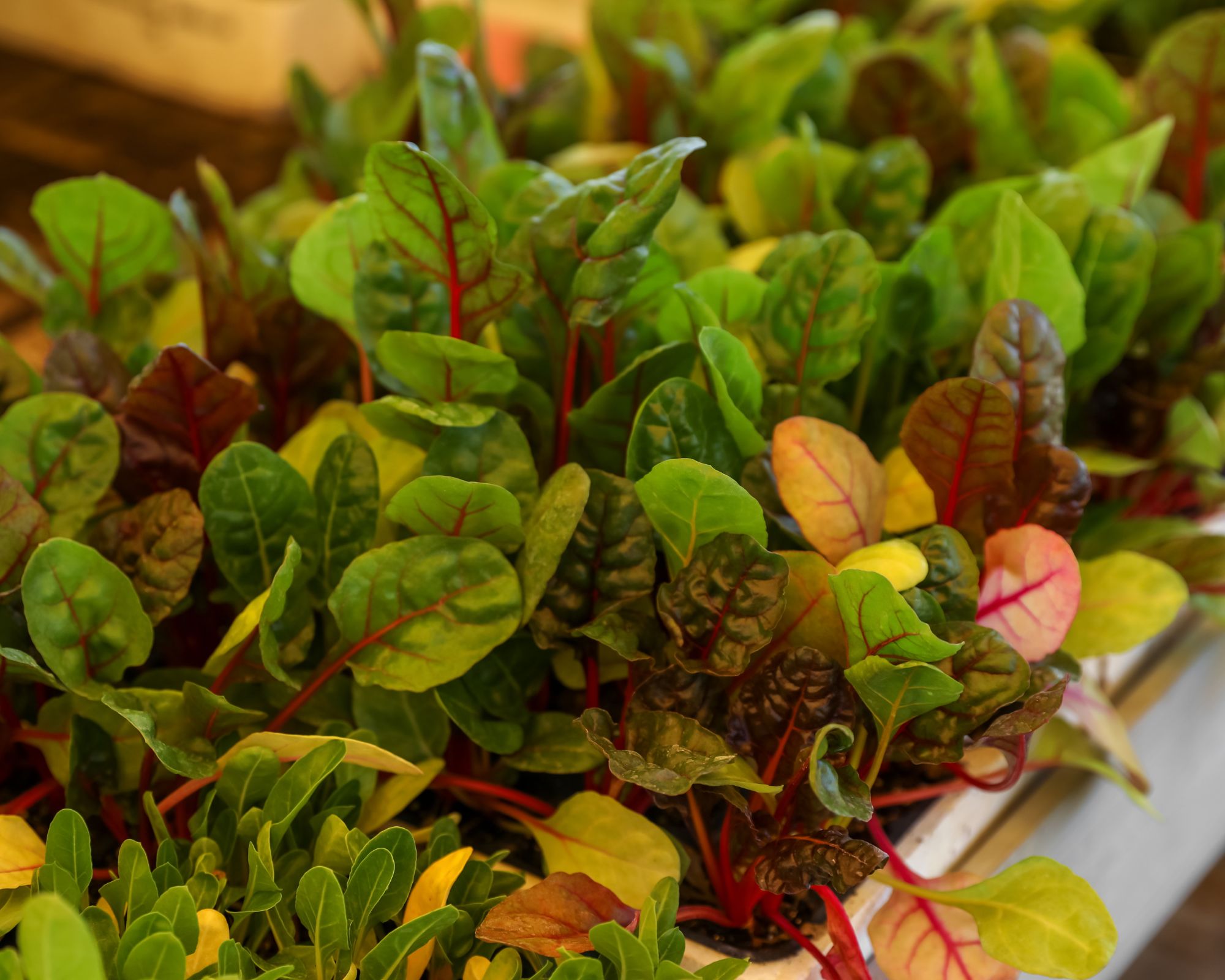 30 Pot-Friendly Veggies, Fruits, and Herbs You Need - Complete Gardening