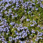 15 Spreading Ground Covers That Suppress Weeds - Complete Gardening