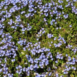 15 Spreading Ground Covers That Suppress Weeds - Complete Gardening