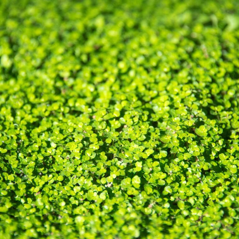 15 Spreading Ground Covers That Suppress Weeds - Complete Gardening