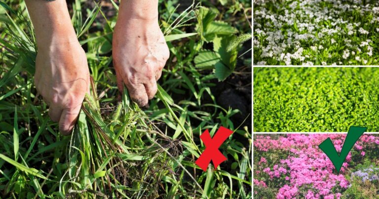 15 Spreading Ground Covers That Suppress Weeds - Complete Gardening