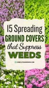 15 Spreading Ground Covers That Suppress Weeds - Complete Gardening