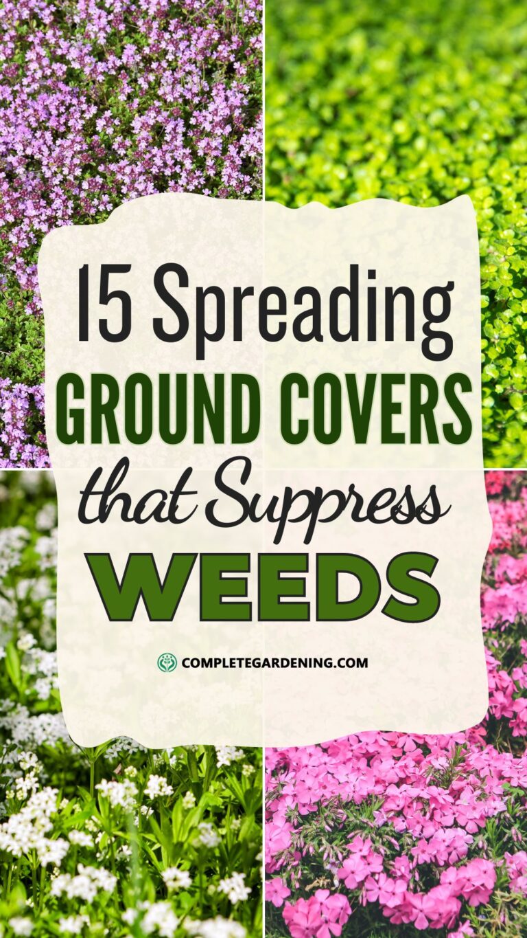 15 Spreading Ground Covers That Suppress Weeds - Complete Gardening