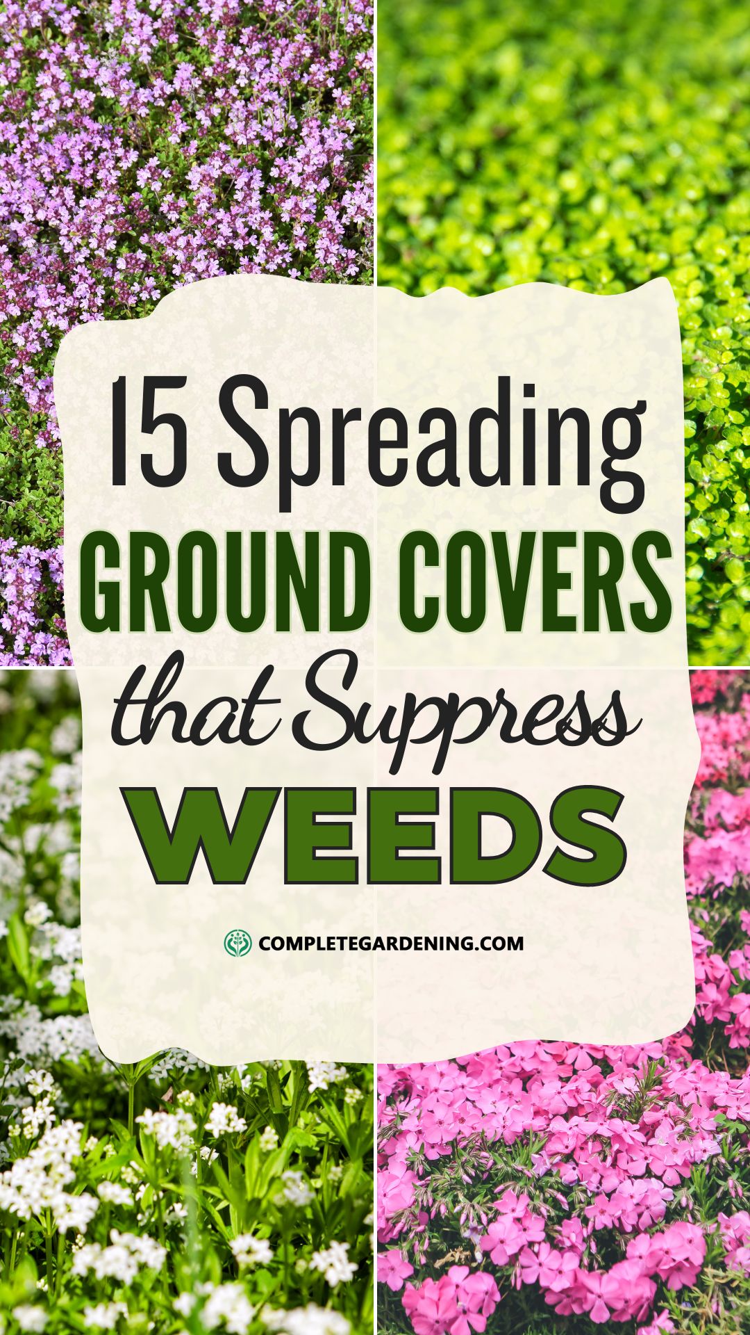 15 Spreading Ground Covers That Suppress Weeds - Complete Gardening