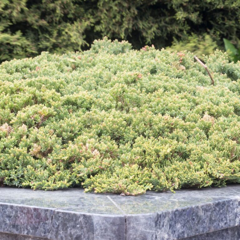 15 Spreading Ground Covers That Suppress Weeds - Complete Gardening