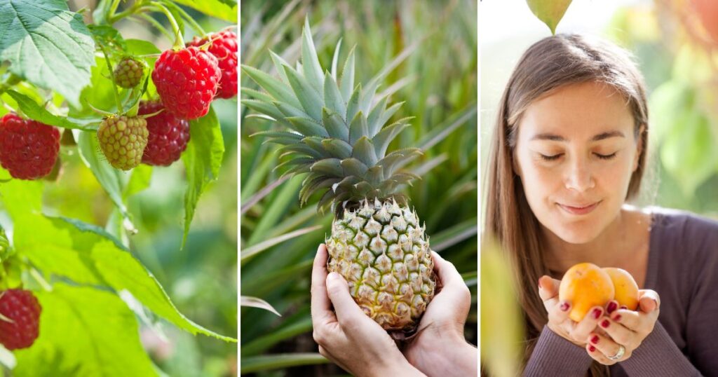 17 Fruits You Can Easily Grow At Home And Enjoy Fresh Produce ...