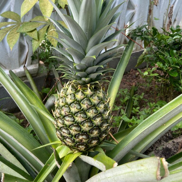 17 Fruits You Can Easily Grow At Home And Enjoy Fresh Produce ...