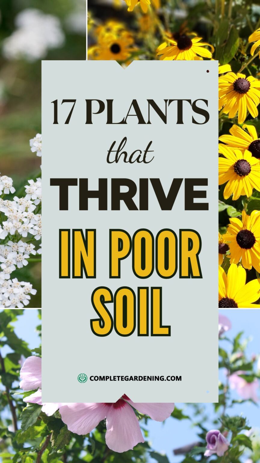 17 Plants That Thrive In Poor Soil: Transforming Tough Garden Spots ...