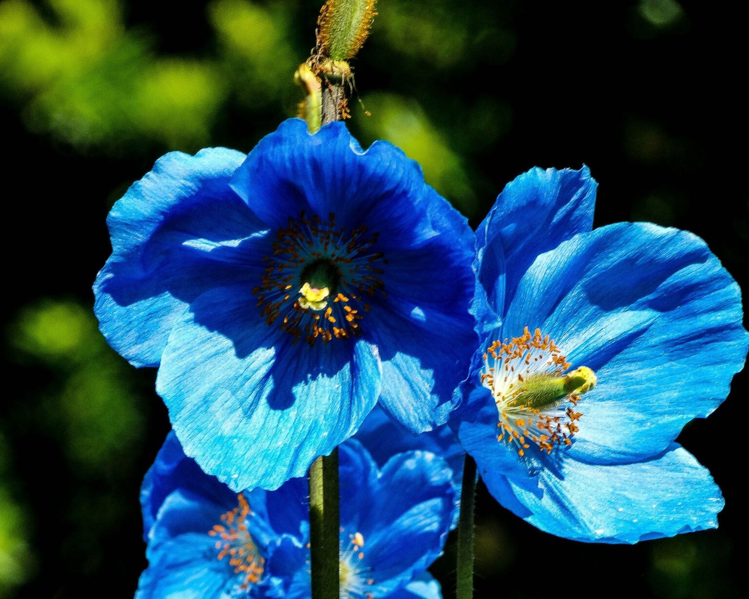 7 Hardest Flowers to Grow: A Challenge for Dedicated Gardeners ...