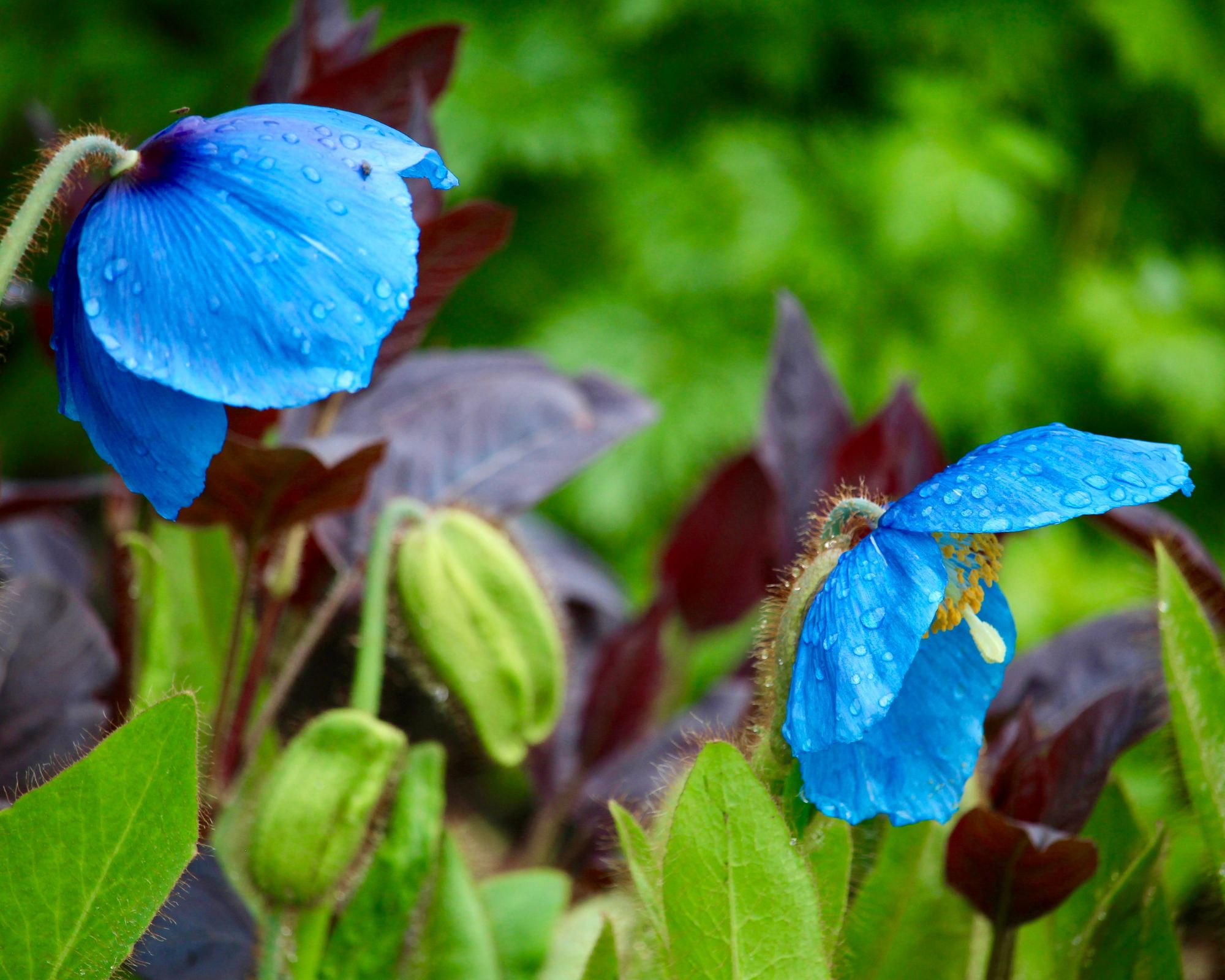 7 Hardest Flowers to Grow: A Challenge for Dedicated Gardeners ...