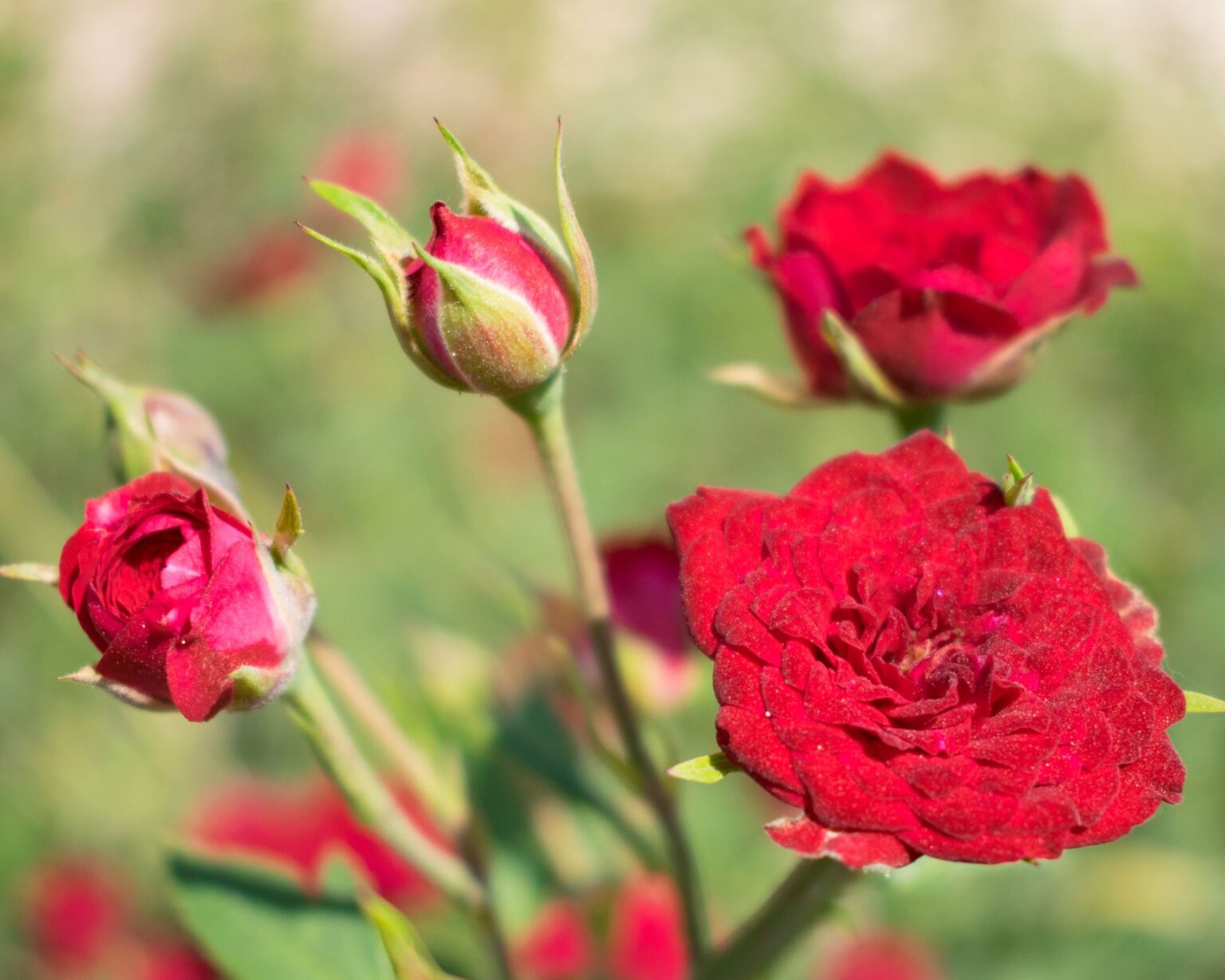 Hedge or Privacy Screen with Roses? Discover the 23 Best Varieties ...