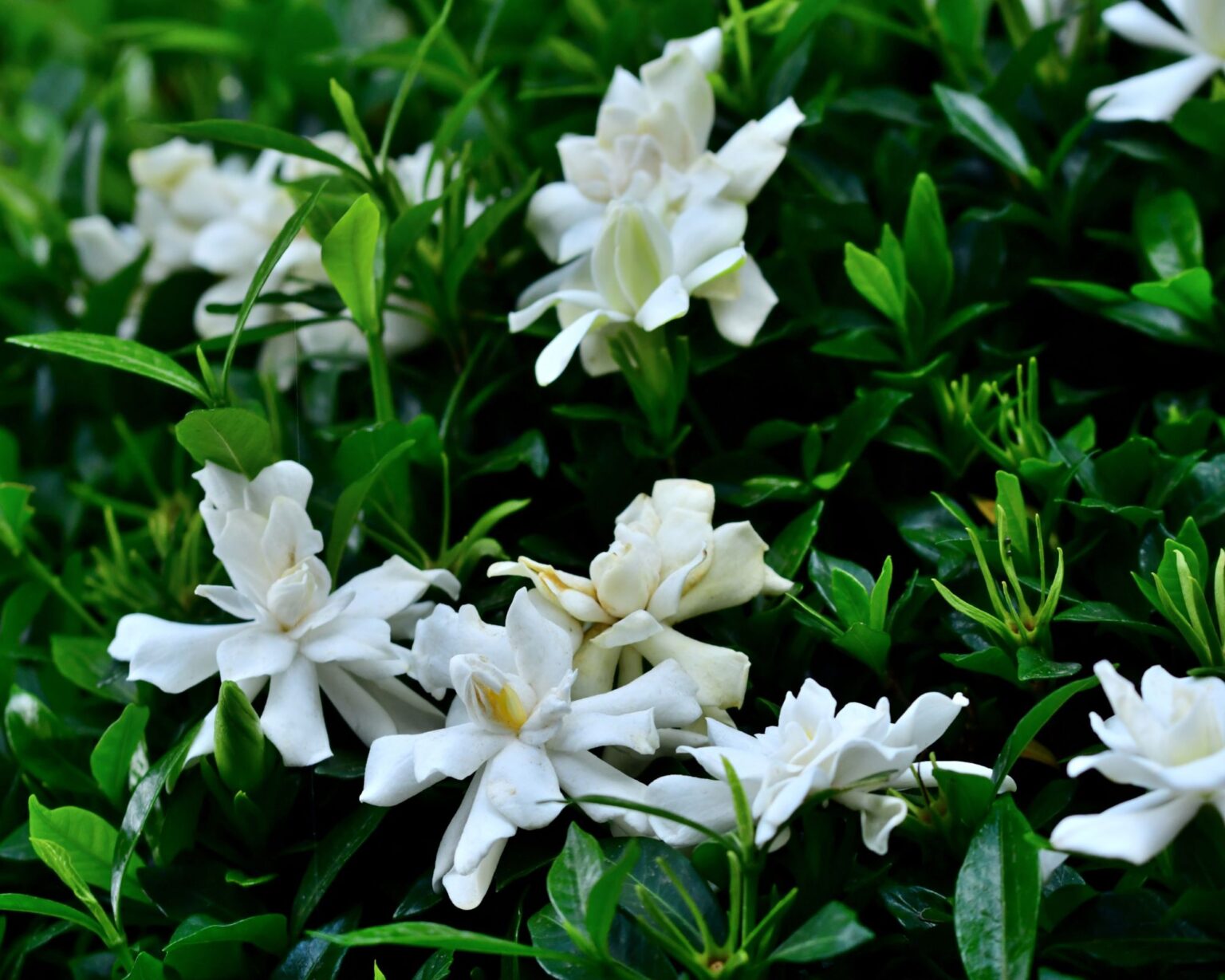 7 Hardest Flowers to Grow: A Challenge for Dedicated Gardeners ...