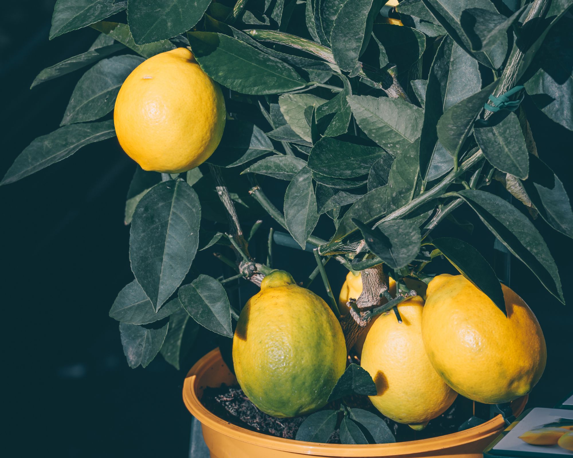 30 Pot-Friendly Veggies, Fruits, and Herbs You Need - Complete Gardening