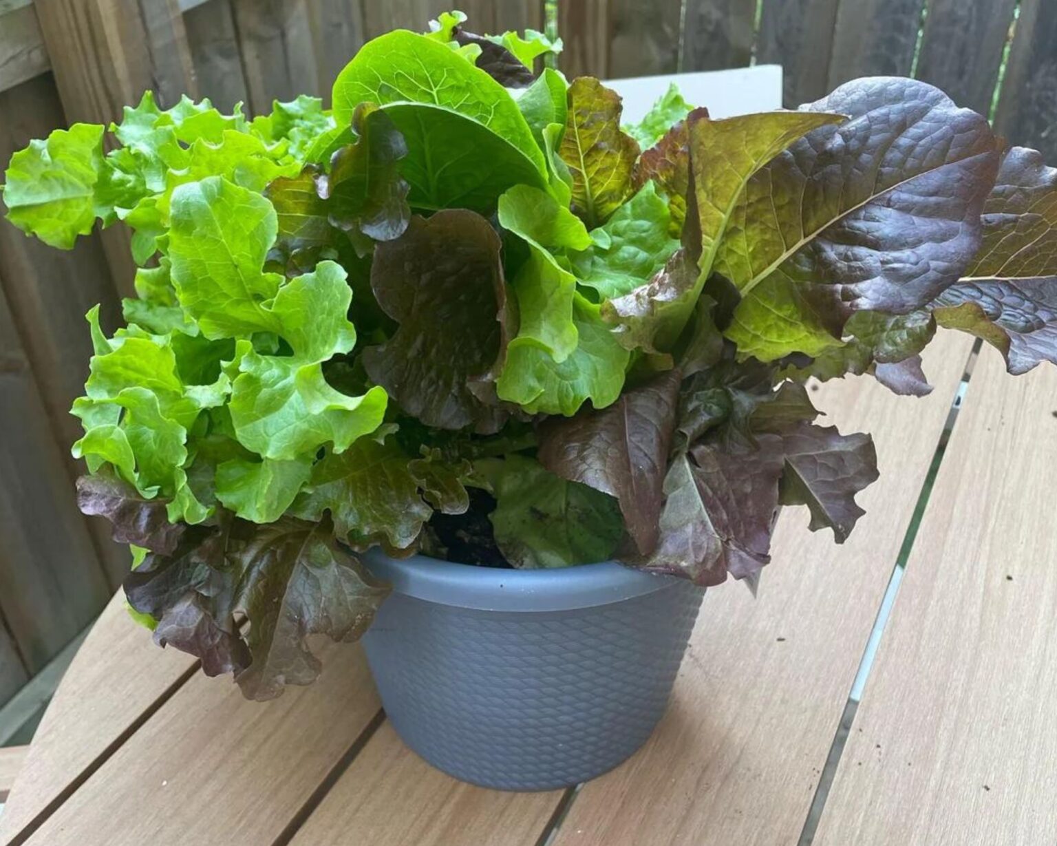 30 Pot-Friendly Veggies, Fruits, and Herbs You Need - Complete Gardening